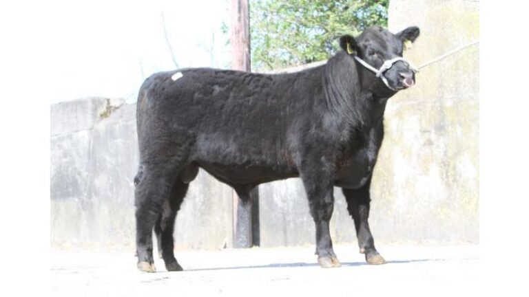 Angus Sales Ireland - Irish Aberdeen-Angus Association