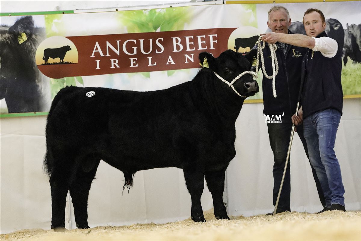 Irish Aberdeen Angus Extravaganza breaks all records - Irish Aberdeen ...