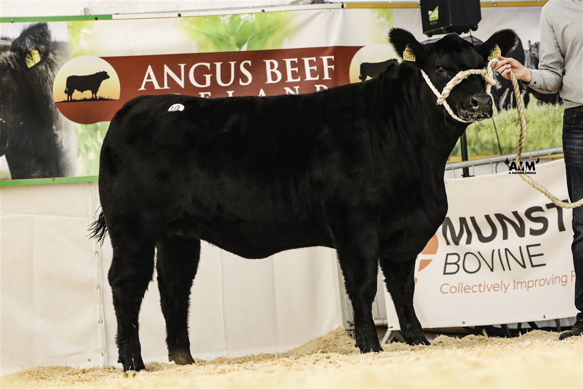 Irish Aberdeen Angus Extravaganza breaks all records - Irish Aberdeen ...
