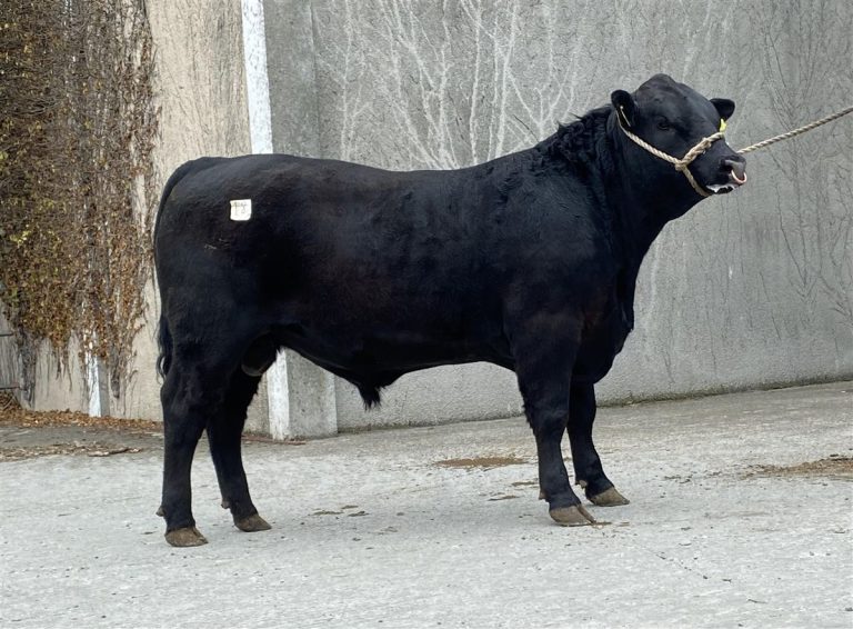 Angus Sales Ireland - Irish Aberdeen-Angus Association