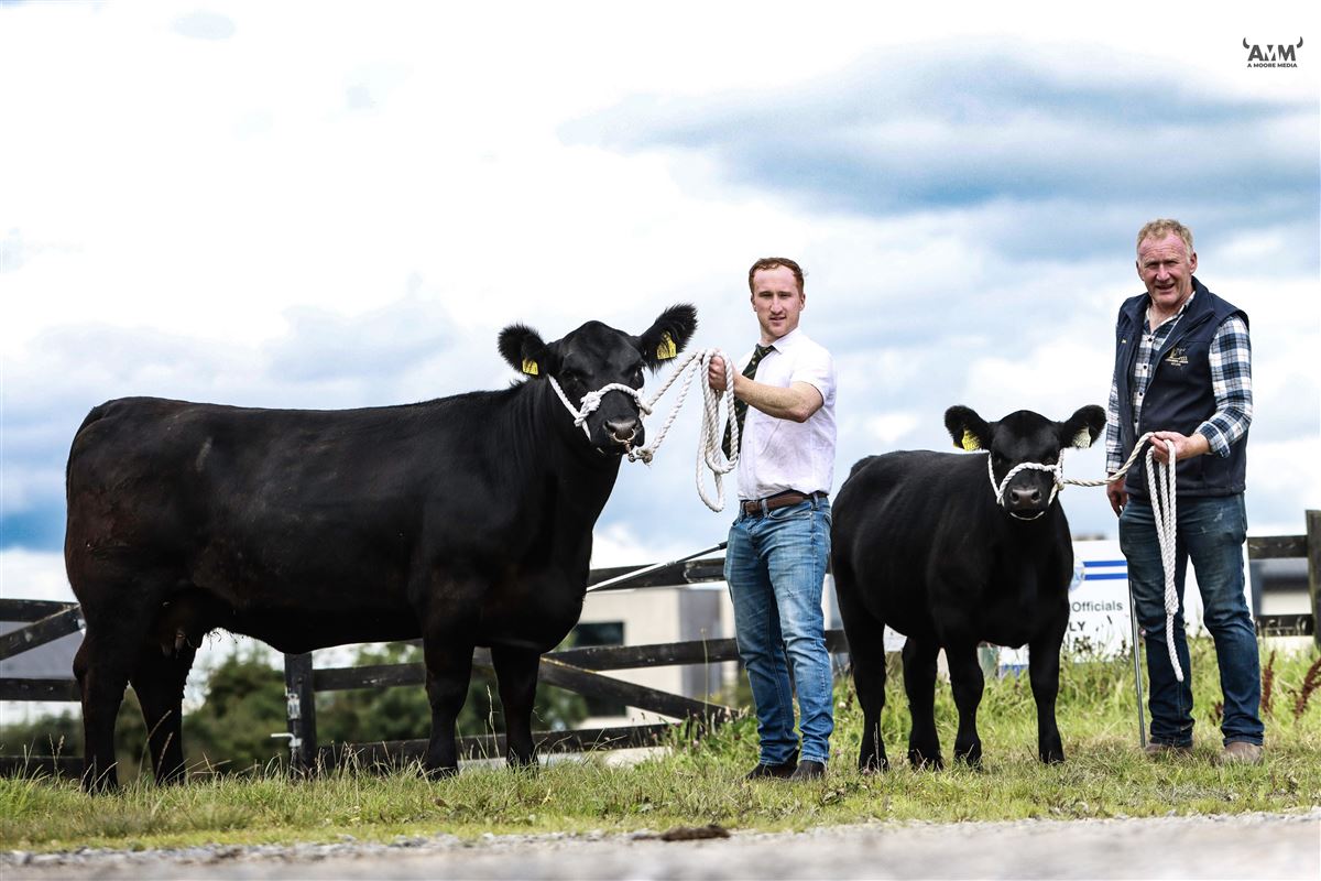 First time exhibitor takes Aberdeen Angus All-Ireland championship ...