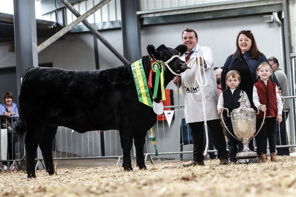 First time exhibitor takes Aberdeen Angus All-Ireland championship ...