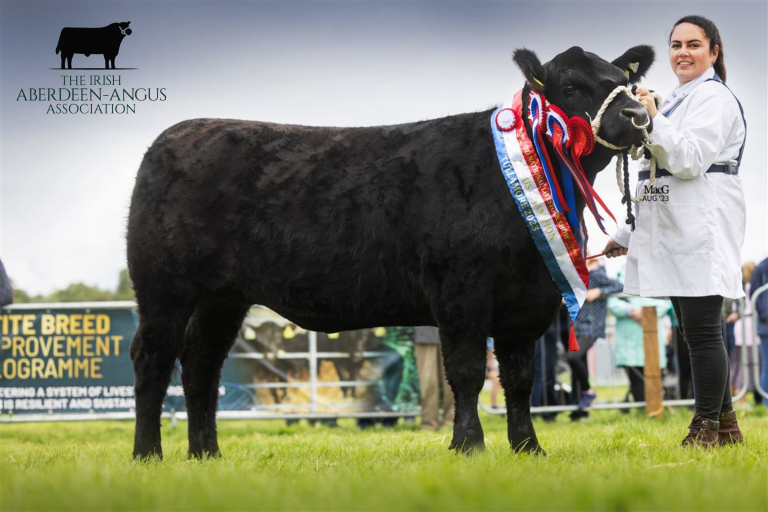 Junior heifers steal the show in Tullamore - Irish Aberdeen-Angus ...
