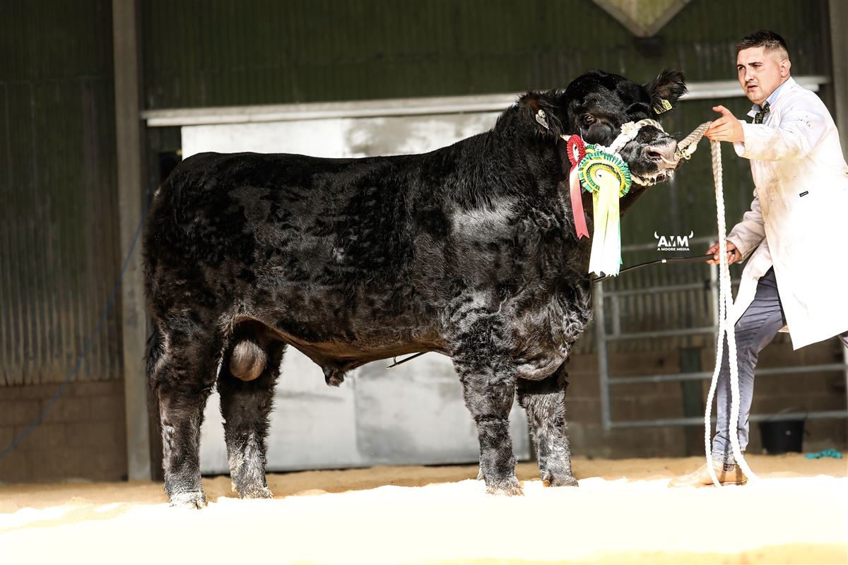 Irish Aberdeen-Angus Association - News, Shows and Sales