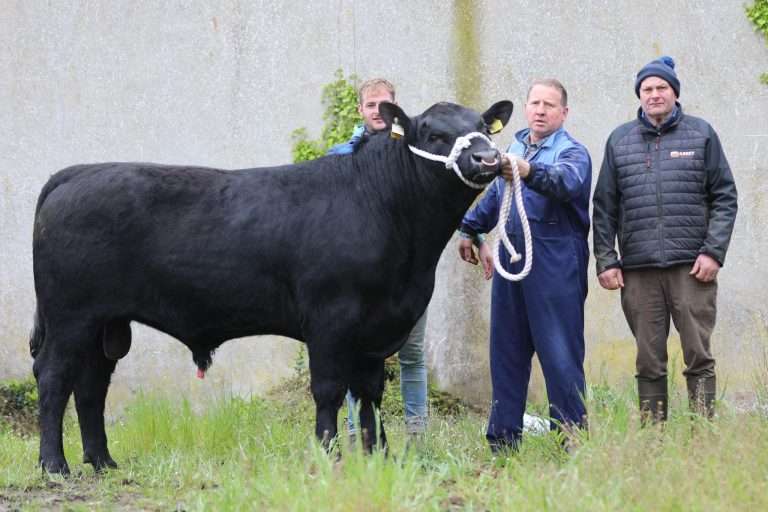Angus Sales Ireland - Irish Aberdeen-Angus Association