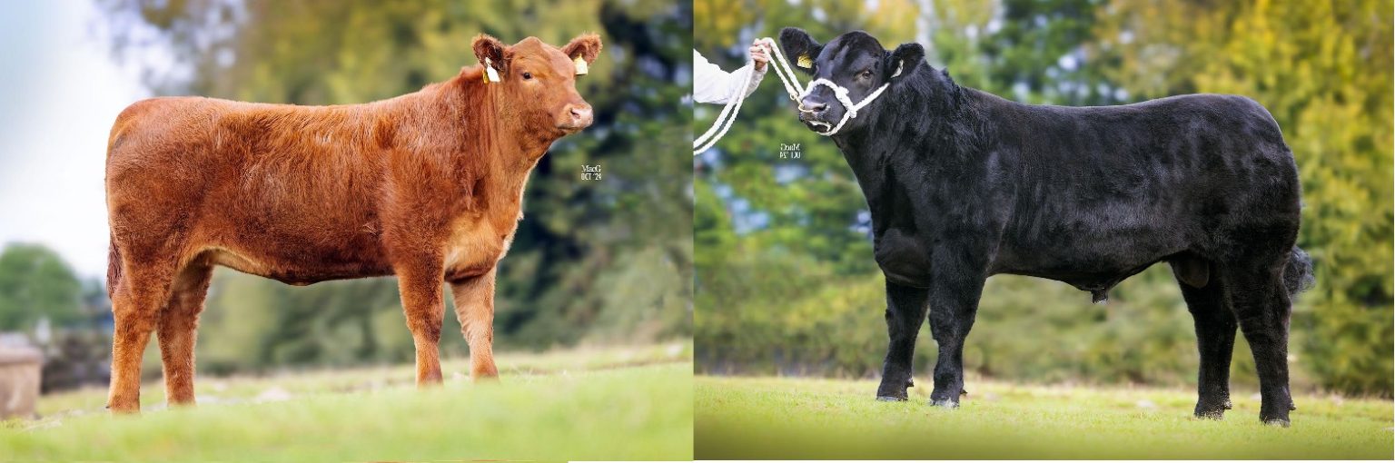 Angus Sales Ireland - Irish Aberdeen-Angus Association