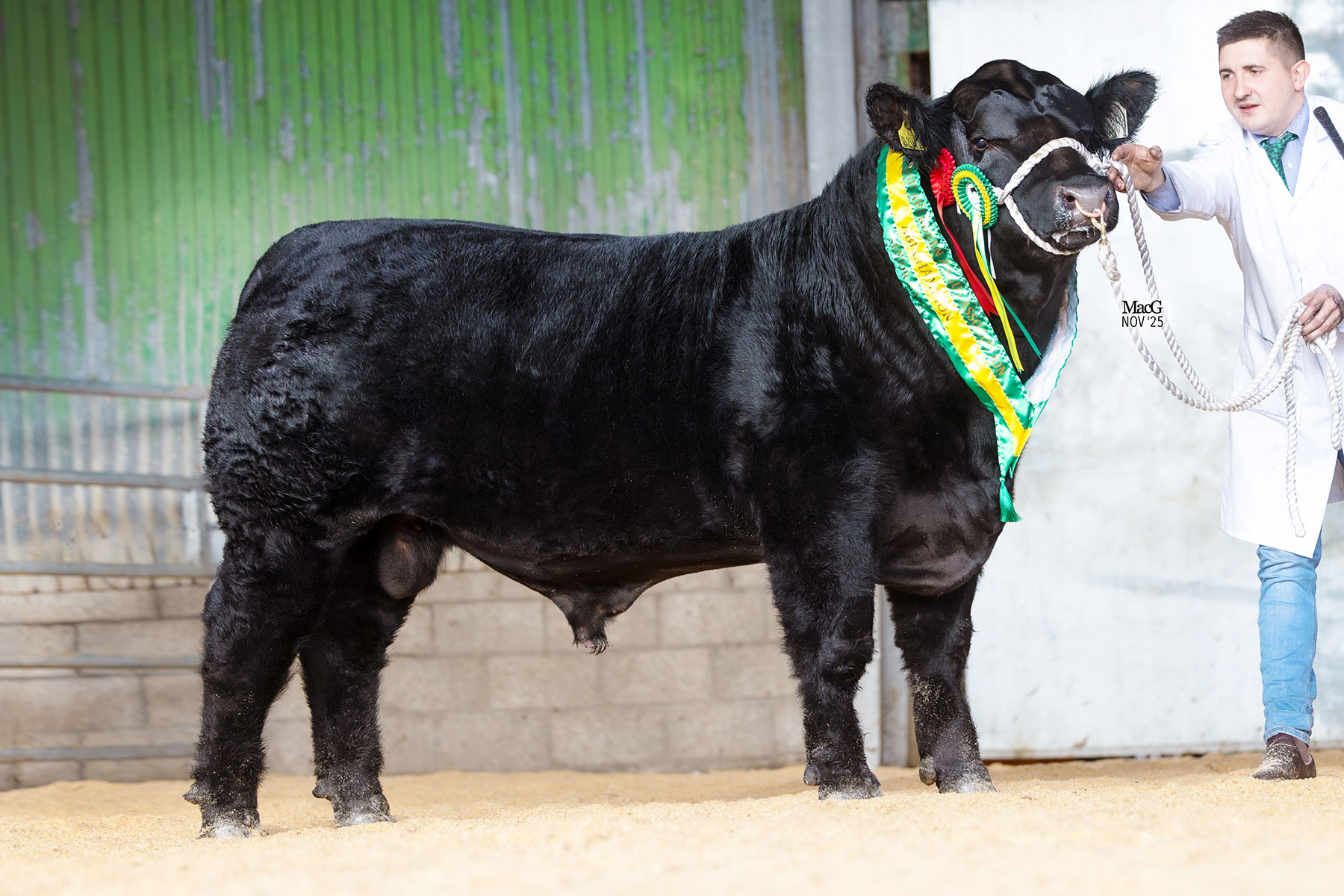 Irish Aberdeen-Angus Association - News, Shows and Sales